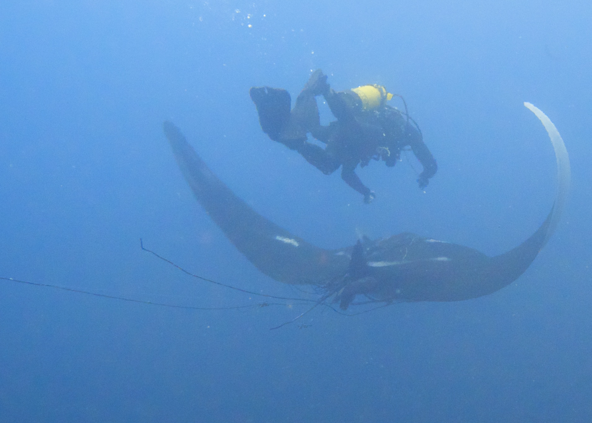 The One That Got Away: A Manta Rescue - MantaWatch